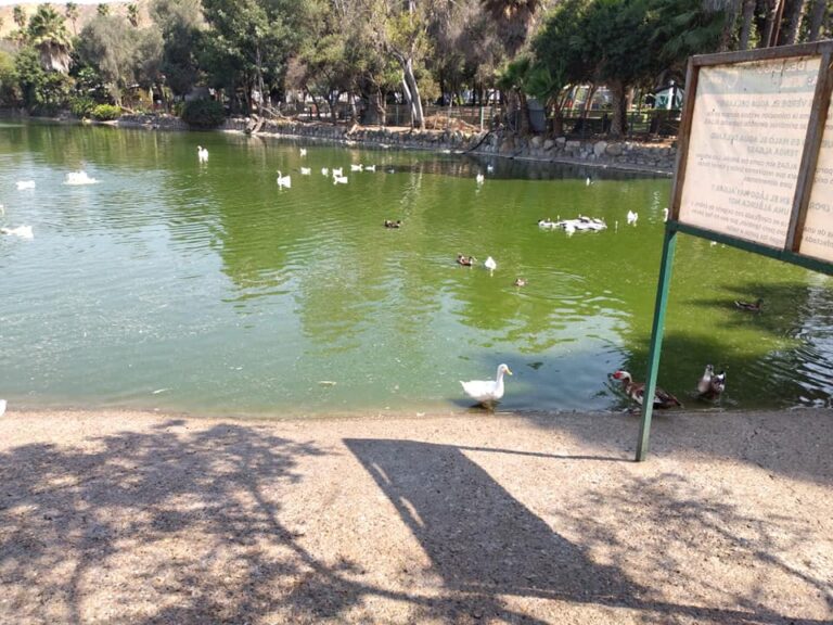 CUIDA TU PARQUE Y A TUS ANIMALES. Parque Morelos «un pulmón» de la ...