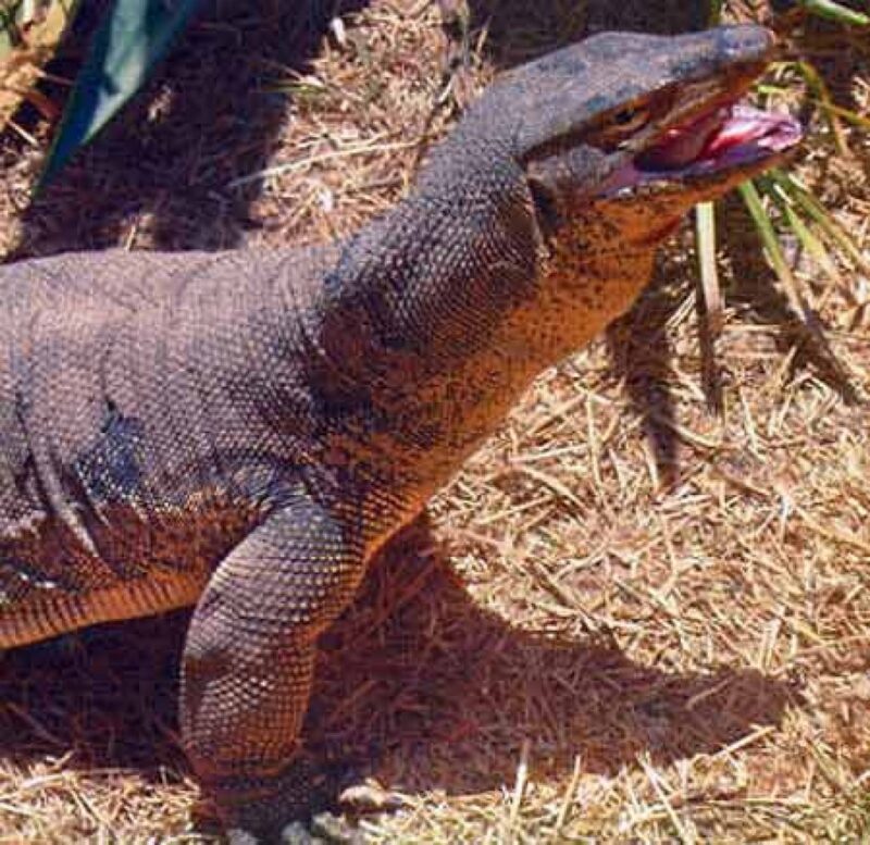 Buscan a un Varano» lagarto grande» en Mexicali.Podría ser peligroso ...
